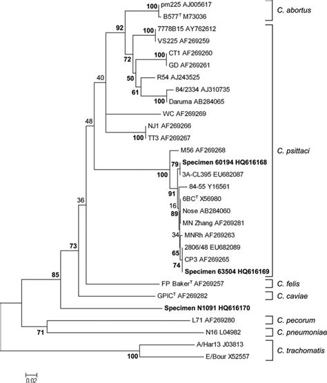 Neighbour Joining Phylogenetic Analysis Of Ompa Gene Sequences From Download Scientific Diagram