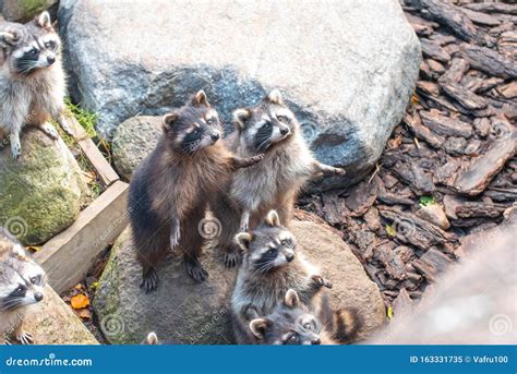 Many Raccoons Sit With Their Hands Open Stock Image Image Of Forest