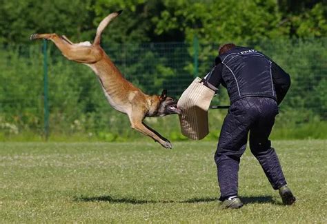 7 Fun Facts About Belgian Malinois You Didnt Know