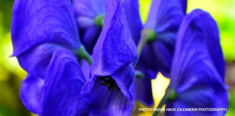 Monkshood And Wolfsbane Are Also Known As Harry Potter Mistery Rack