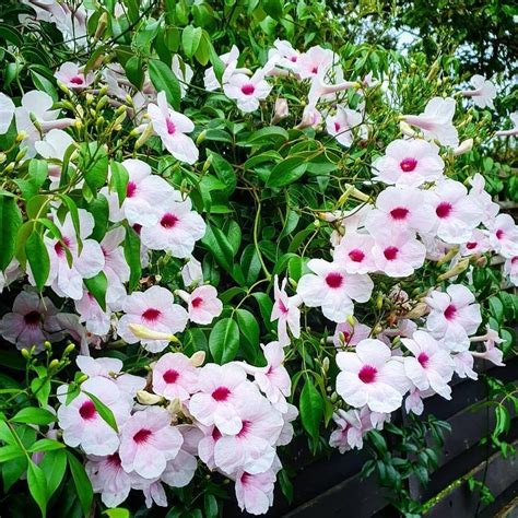 Soiled Indias No1 Destination For Exotic And Rare Plants