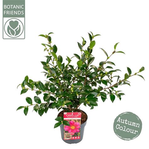 Camellia Sasanqua Red Premium — Plant Wholesale Floraccess