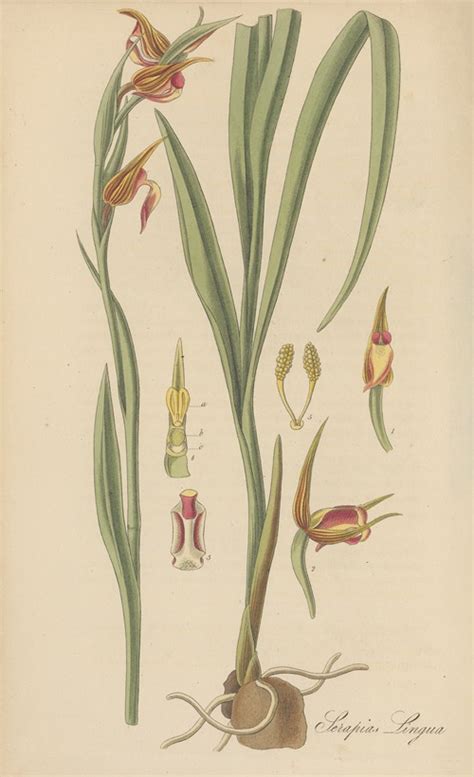 Exotic Flora Artvee