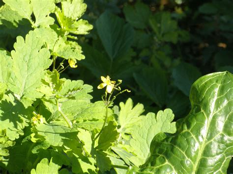 ローマ：ジャニコロの丘の野草 散歩道で 1