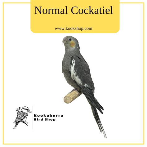 Cockatiels