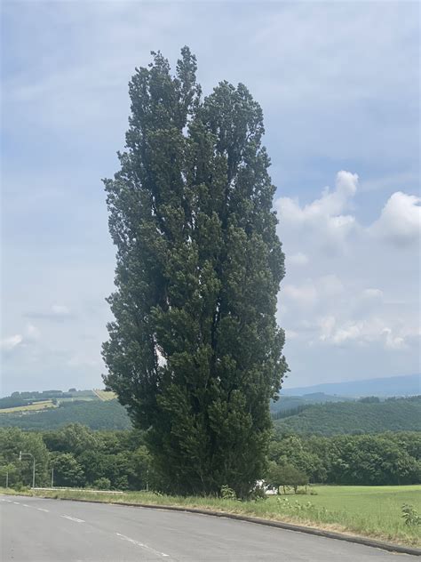 [삿포로베이스캠프] 홋카이도 후라노 비에이 버스투어 준페이 No 웨이팅