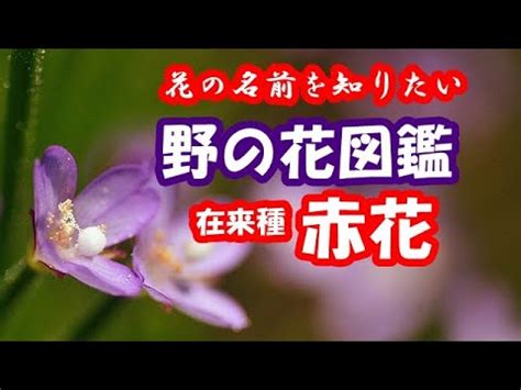 花の名前を知りたい野の花図鑑アカバナ 日本在来種 YouTube