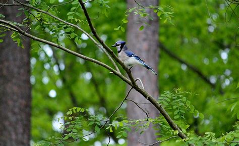 Blue Jay Photograph By Cynthia Guinn Fine Art America