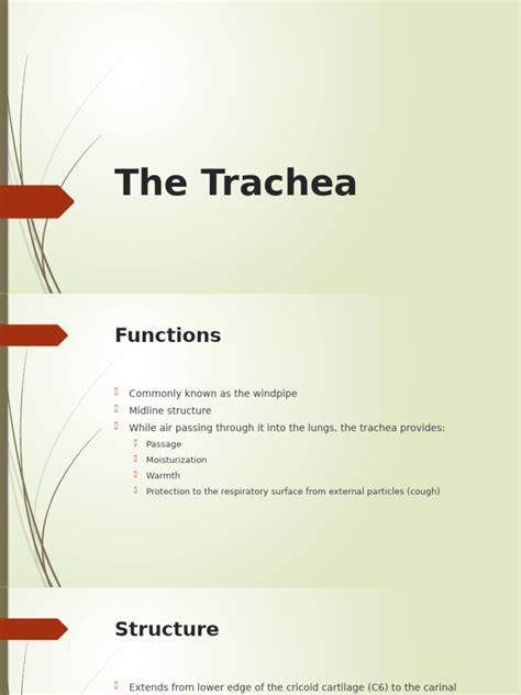 Trachea Structure Function And Supply Pdf
