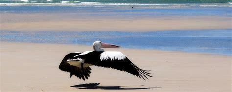 Discover Wildlife In The Outer Banks Paramount Destinations