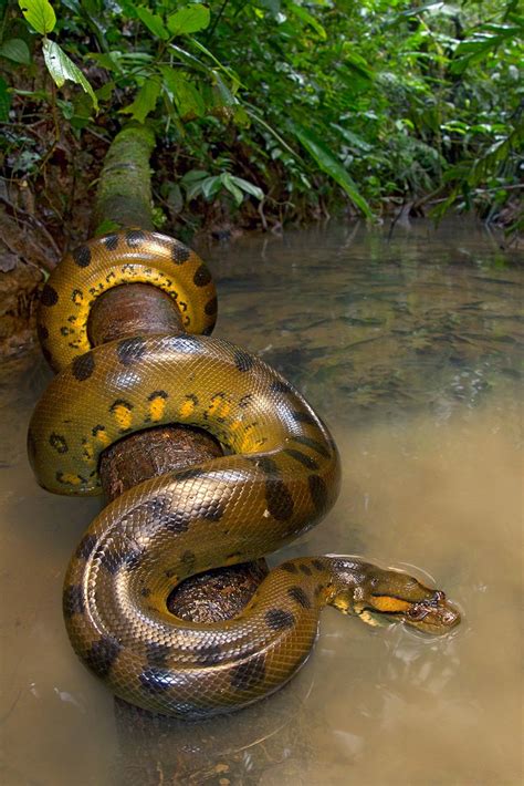 Green Anaconda Facts And Pictures