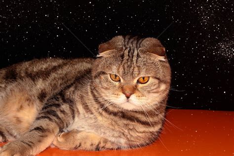 一只黑橙色背景的大猫一只小猫高清图片下载 正版图片504622556 摄图网