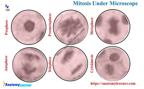 Prophase Under Microscope From Mitosis And Meiosis Stages Anatomylearner Veterinary