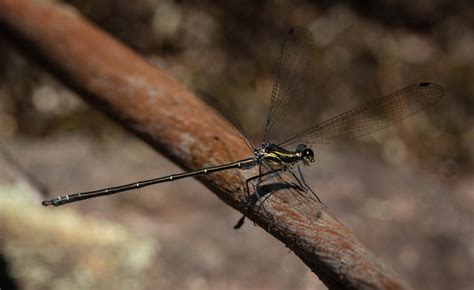 How To Create A Dragonfly Habitat At Matthew Hockett Blog