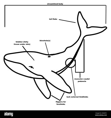 Big News January Is Whale Month Prince William Sound Science Center