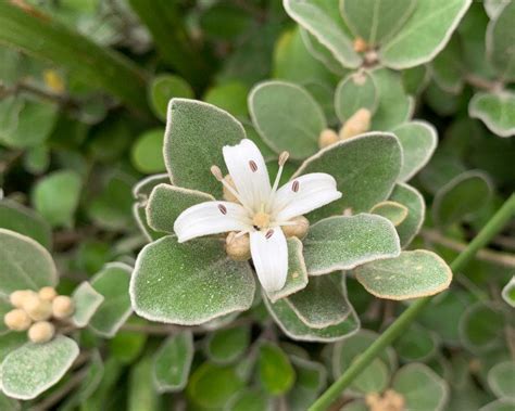 Correa Alba Gardensonline