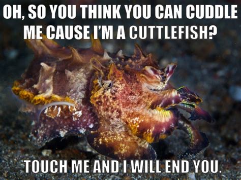 Cal Poly Bio 502 Cuddle Up Next To A Cuttlefishor Is That A Rock