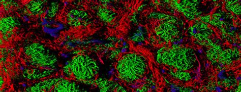 Notes On Two Photon Microscopy