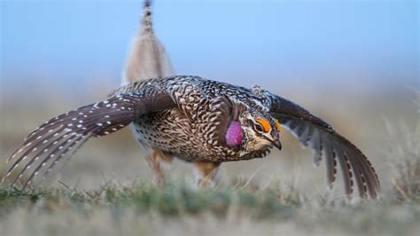 7 Amazing Photos Of Sharp Tailed Grouse Mating Dance Cbc News