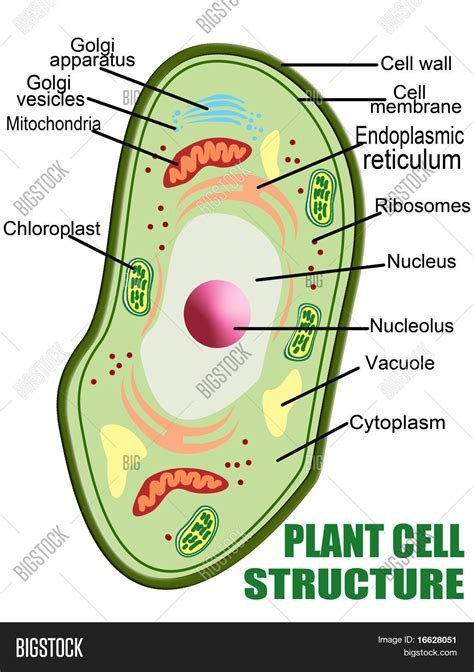 Plant Cell Structure Vector And Photo Free Trial Bigstock
