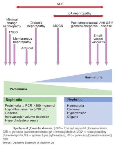 Renal Flashcards Quizlet