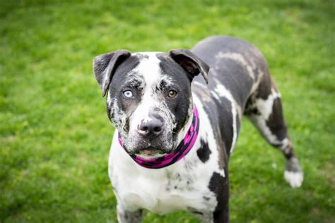 Grey Pitbull Mix