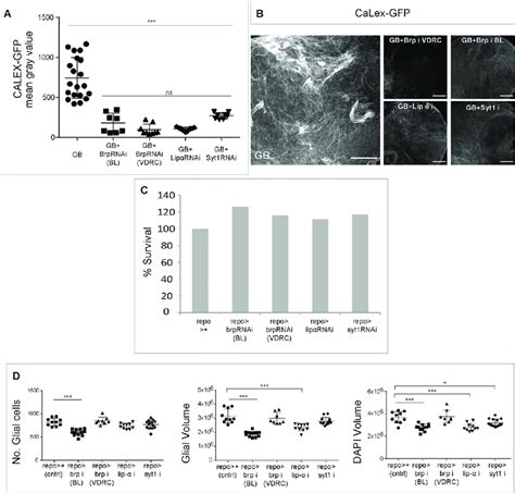 Presynaptic Proteins Are Required For Calcium Influx In Gb A