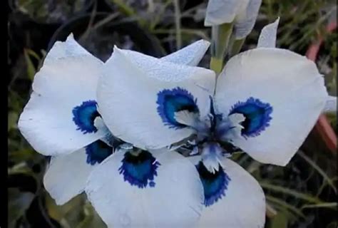 How To Grow Peacock Iris Flowers