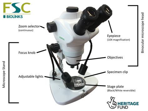 Parts Of Dissecting Microscope