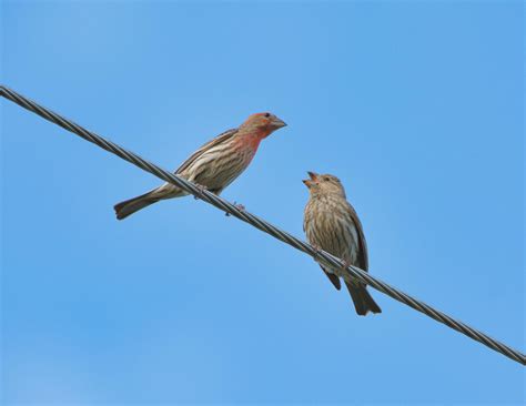 I Wonder What He Did House Finches Western Virginia Rbirding