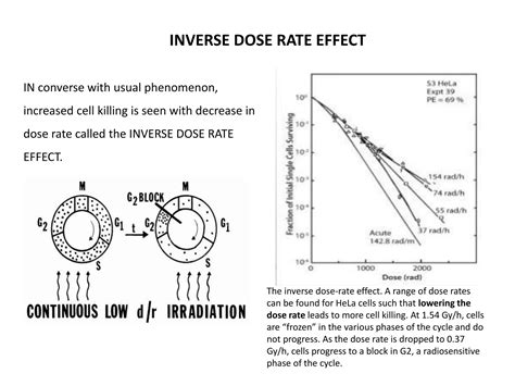 4 Rs Of Radiobiology And Dose Rate Effects Pptx