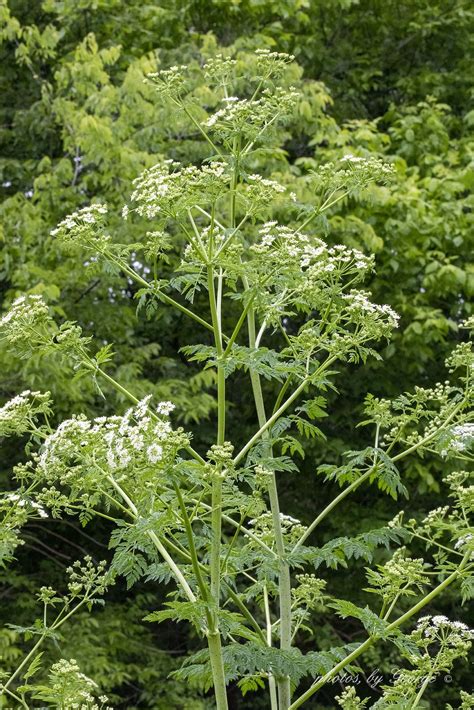 Poison Hemlock Conium Maculatum Deadly Wildflower Deadly Hemlock