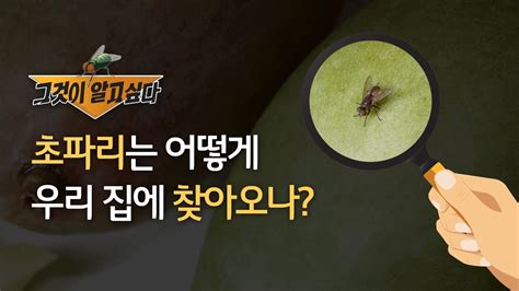초파리는 자연발생한다 초파리는 어떻게 우리 집을 찾아올까 과학적으로 파헤쳐보자 [신비한 과학사전] Youtube