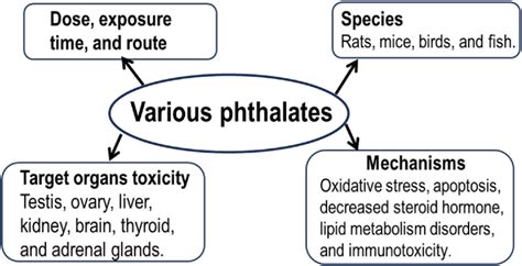 Phthalates Toxicity In Vivo To Rats Mice Birds And Fish A Thematic