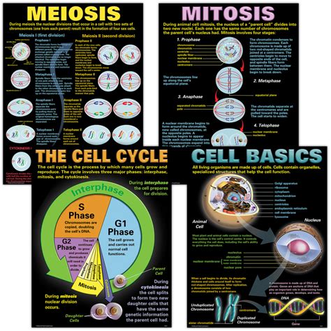 Cells Poster Set Tcrp127 Teacher Created Resources