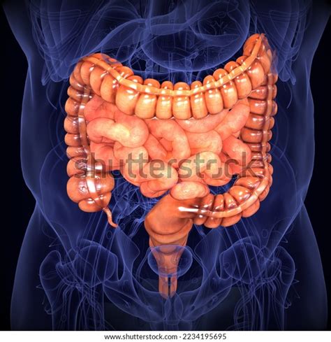 Anatomy Digestive Small Large Intestine Organ Stock Illustration 2234195695 Shutterstock