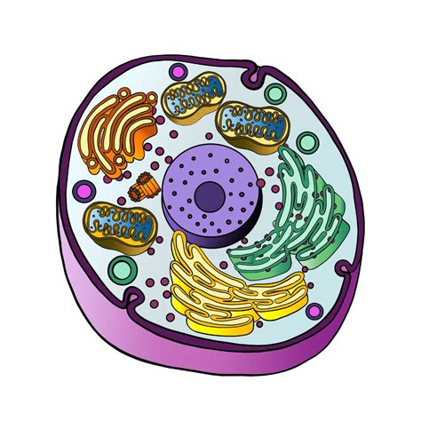 Comprehensive IB Biology SL HL Syllabus TYCHR