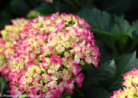 Citylineparishydrangea 6981 Proven Winners