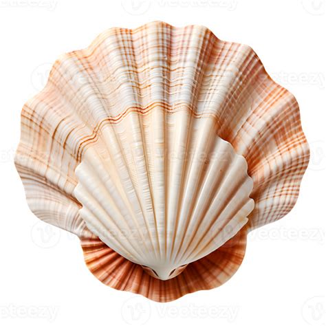 Shell Tops Description At Pamela Walsh Blog