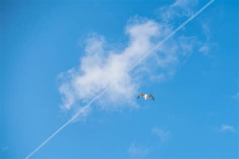 Premium Photo Flight Evolution