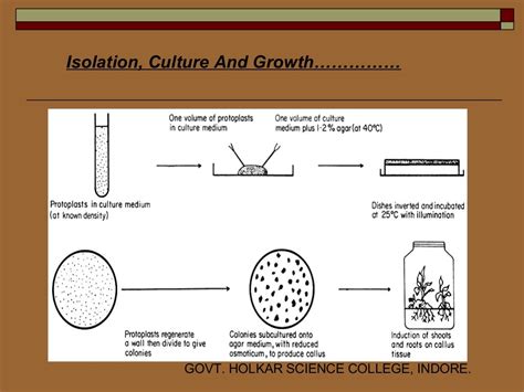 Protoplast Isolation