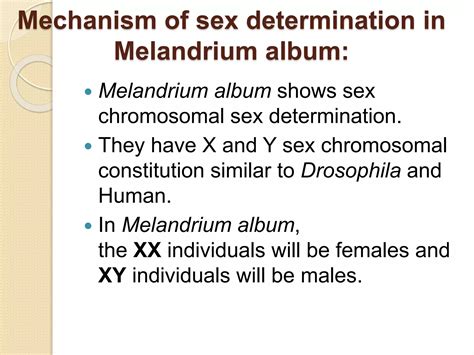 Melandriumpptx