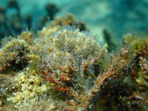 Encrusting Colonial Ascidian Form Or Tunicate Diplosoma Sponorme