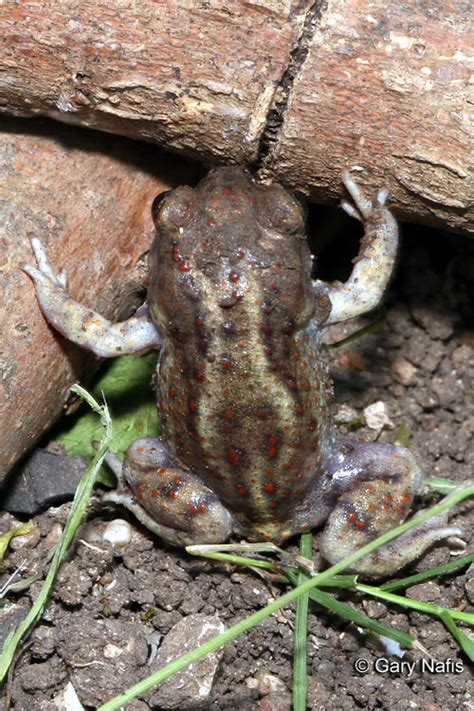Hurters Spadefoot Scaphiopus Hurterii