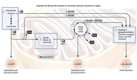 Lecture 10 Fermentation The Karens Cycle And Oxidative