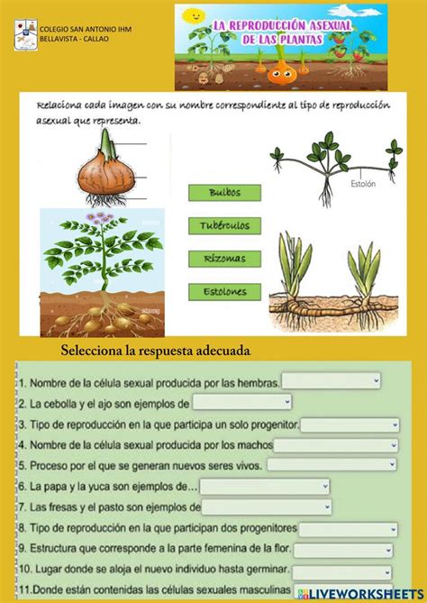 Reproducción Asexual De Las Plantas Exercise En 2025 Cuadernos