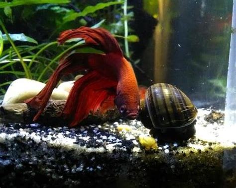 Best Snails For Betta Fish Tanks Care And Compatibility