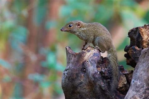 Quadruple Stranded Dna Seen In Healthy Human Cells For The First Time