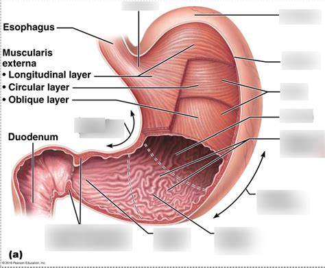 Stomach Diagram Quizlet