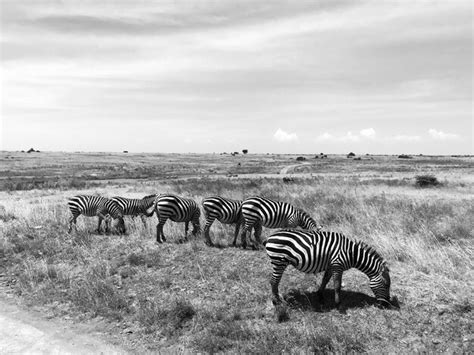 Premium Photo Zebra Crossing In A Field